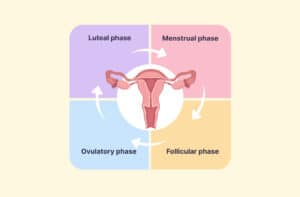 Cycle syncing: Optimize your lifestyle with your menstrual cycle phases ...
