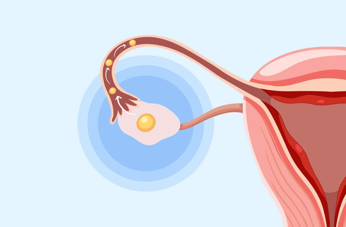What is the ovulation phase: Everything you need to know - Femia