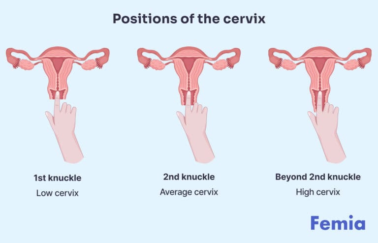 How to Check Your Cervix for Pregnancy: Step-by-Step Guide - Femia