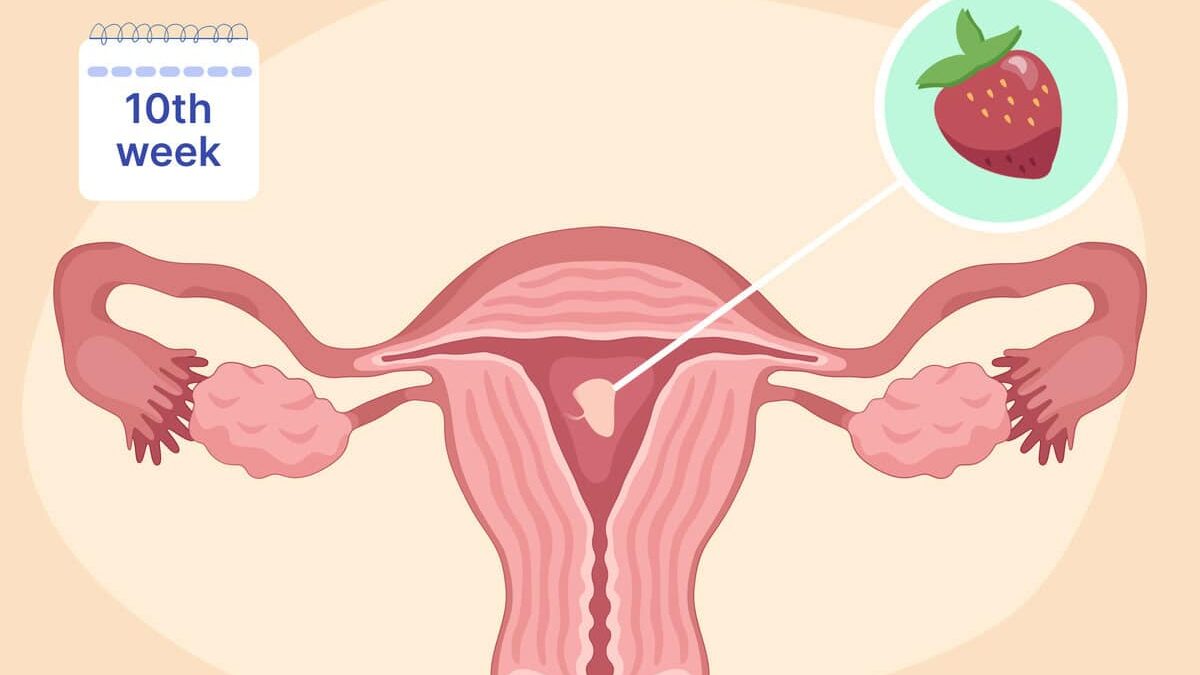 10 Weeks Pregnant Uterus Size 4 Weeks Pregnant Week By Week Guide