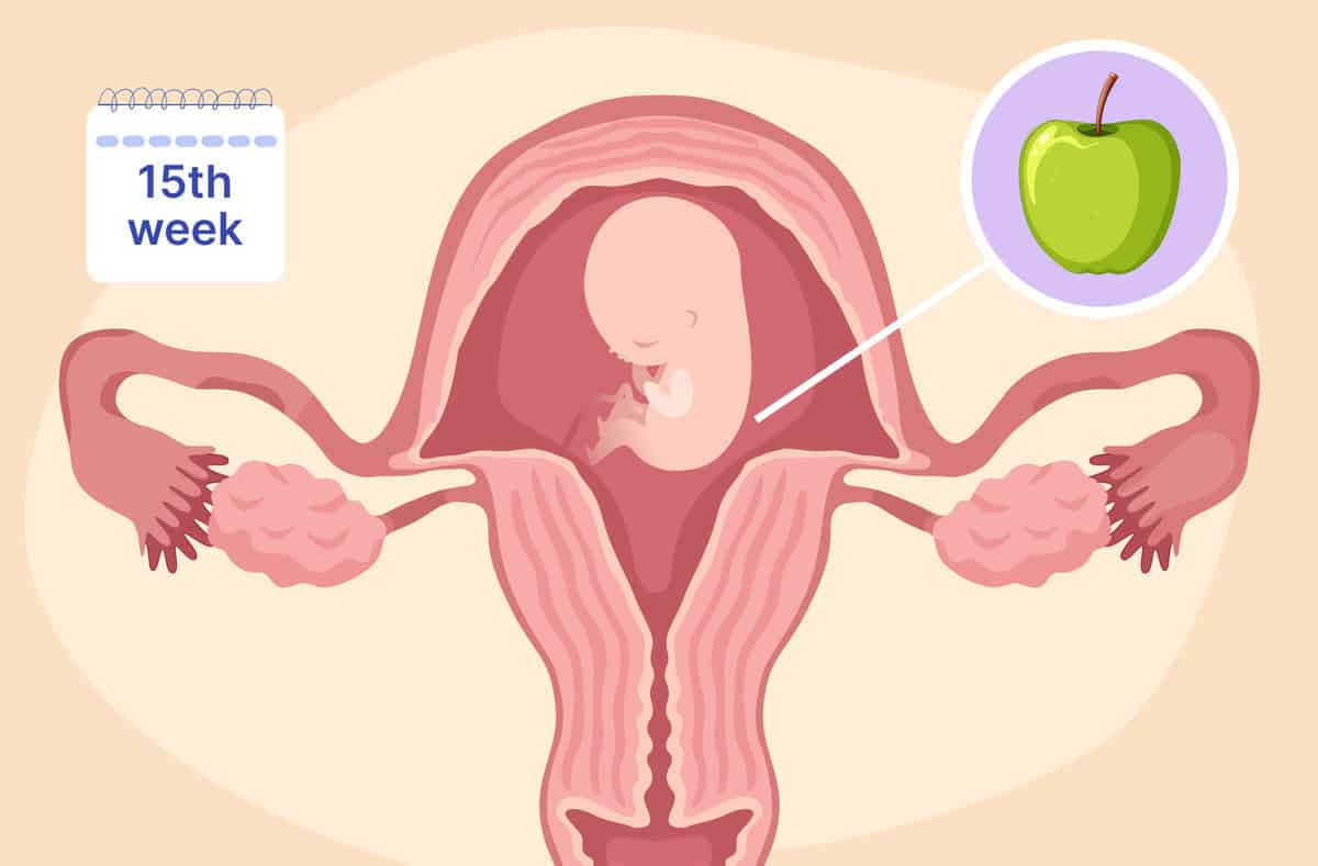 15 Weeks Pregnant: Baby’s Growth, Symptoms, and Health Tips - Femia