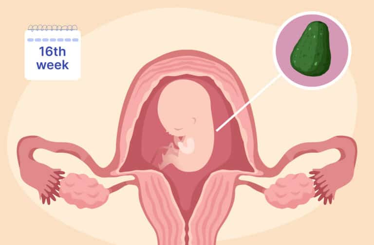 16 Weeks Pregnant: Fetal Growth, Belly Changes, and Second Trimester ...