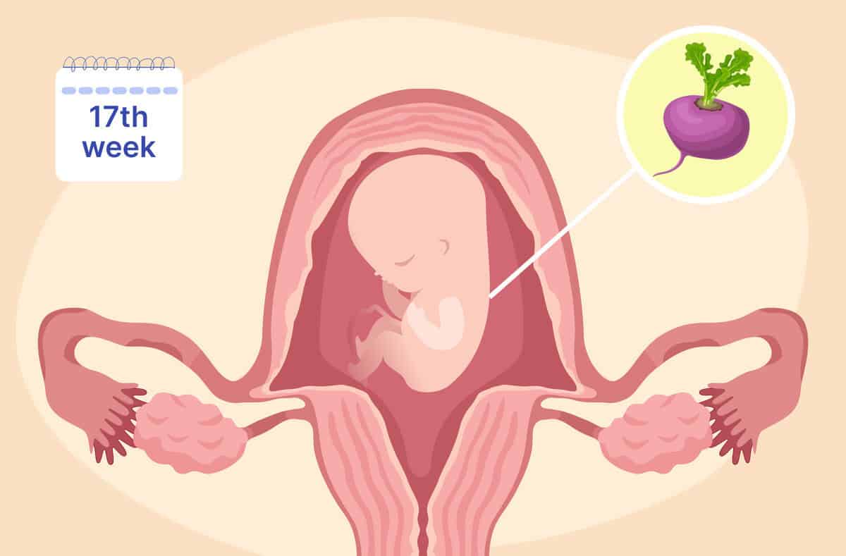 17 Weeks Pregnant: Baby’s Size, Position, and Your Changing Body - Femia