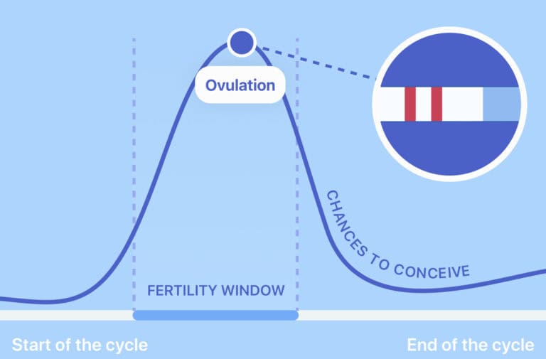 How Long After An Lh Surge Do You Ovulate? Timing And Fertility - Femia