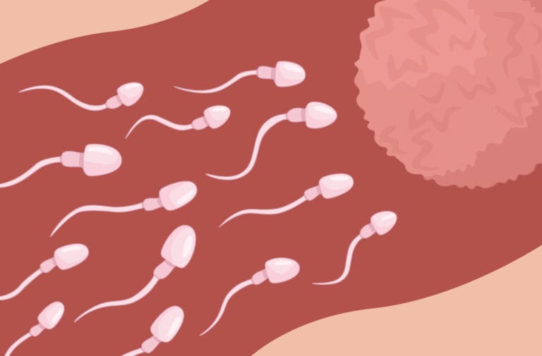 A Guide To Conception: How Long Does It Take For Sperm To Reach An Egg ...